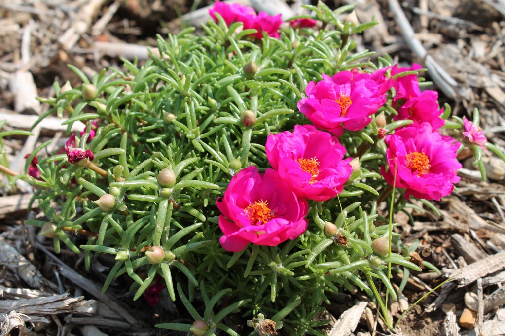 MSU Flower Variety Trial in Full Swing Despite Heat - Agriculture Blog