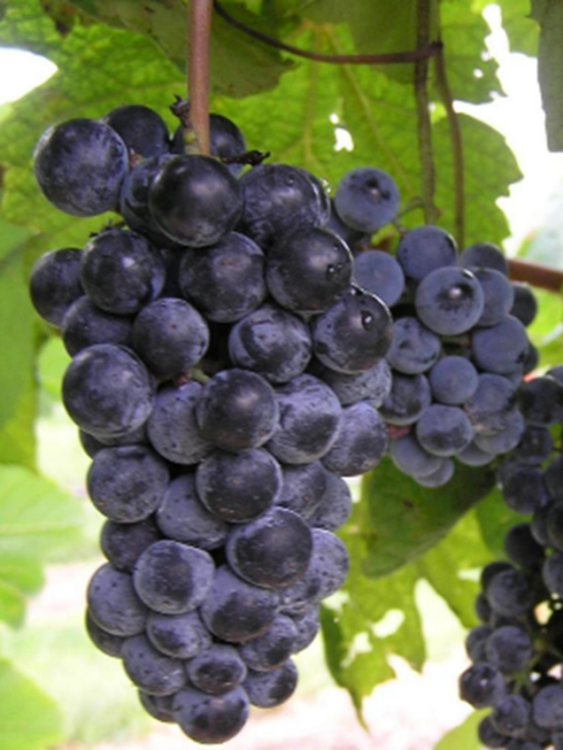 National Drink Wine Day - Agriculture Blog