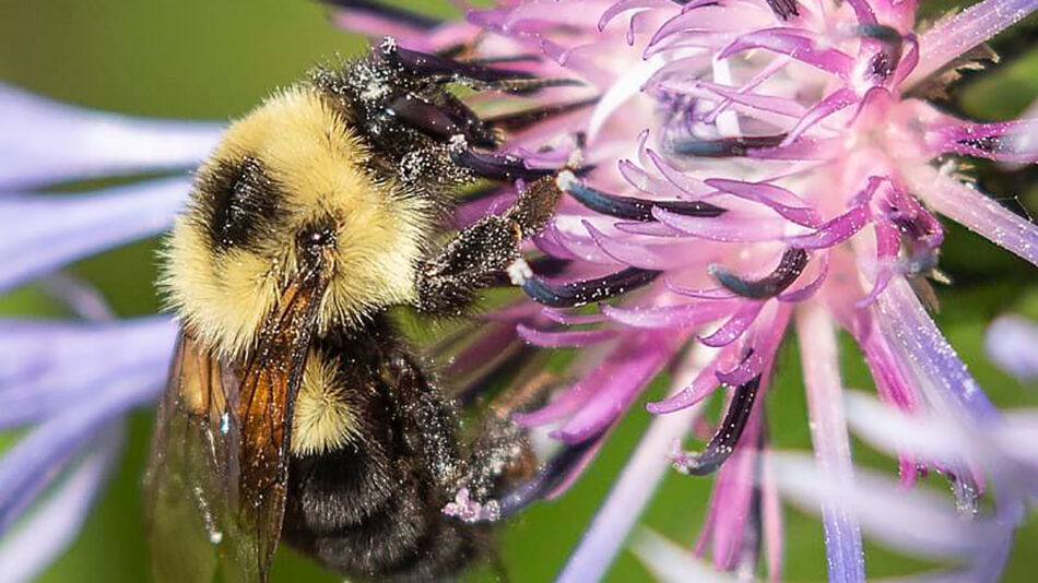 From ploy to pollination: How flowers plant tricks on bees - Biology Blog