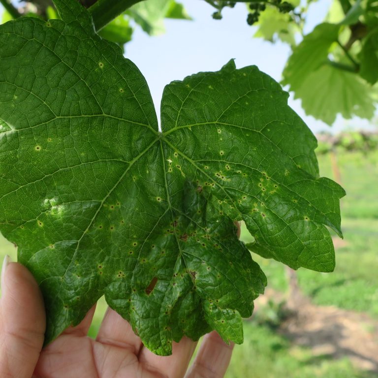 Grape disease update - What's happening in the field?
