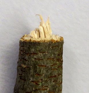 Twig girdler on pecan - What's happening in the field?
