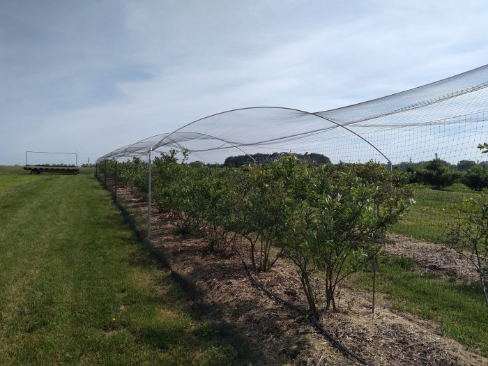 Blueberry Netting - What's happening in the field?