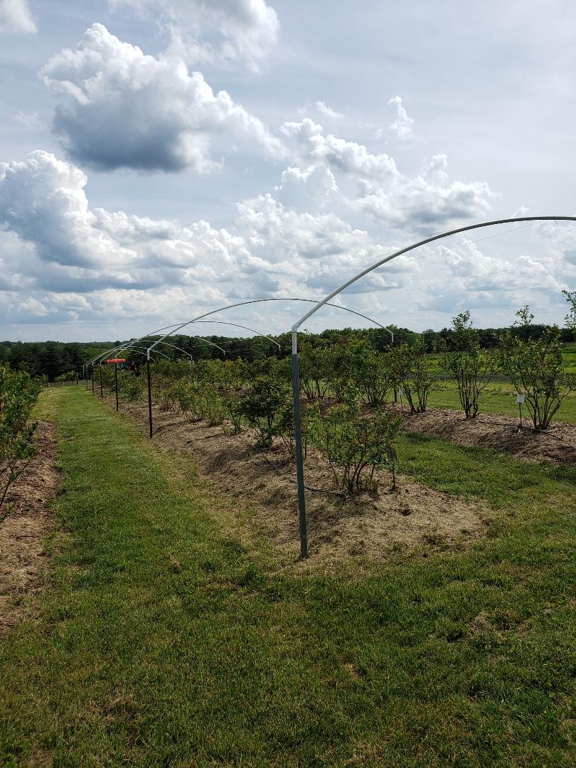 Blueberry Netting - What's happening in the field?