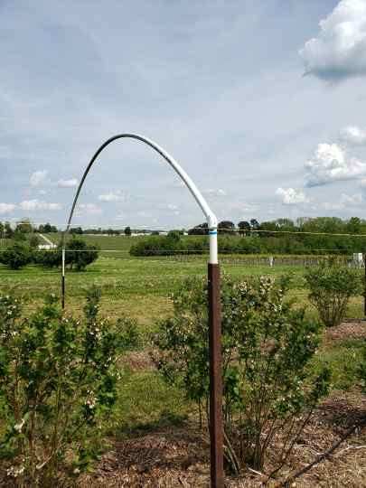 Blueberry Netting - What's happening in the field?