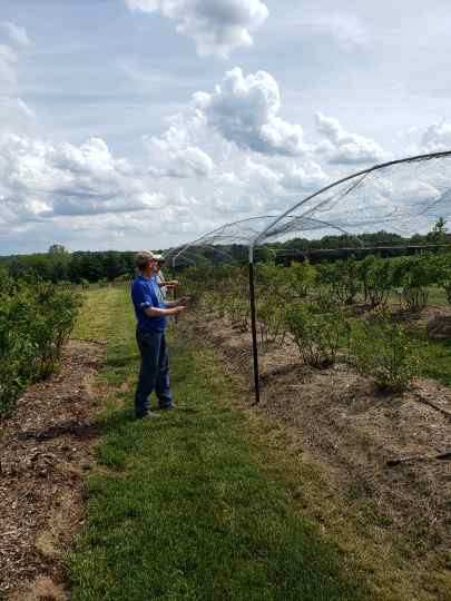 Blueberry Netting - What's happening in the field?