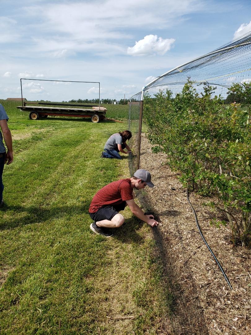 Blueberry Netting - What's happening in the field?