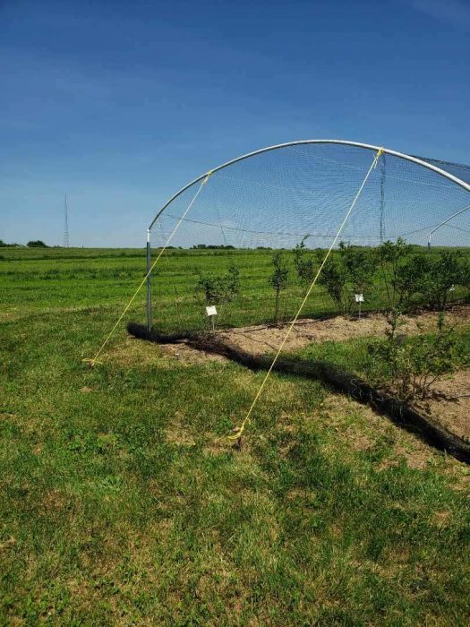 Blueberry Netting - What's happening in the field?