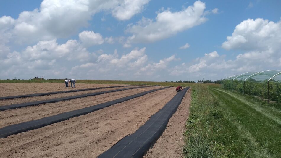 Southern Highbush Blueberry Beds - What's happening in the field?