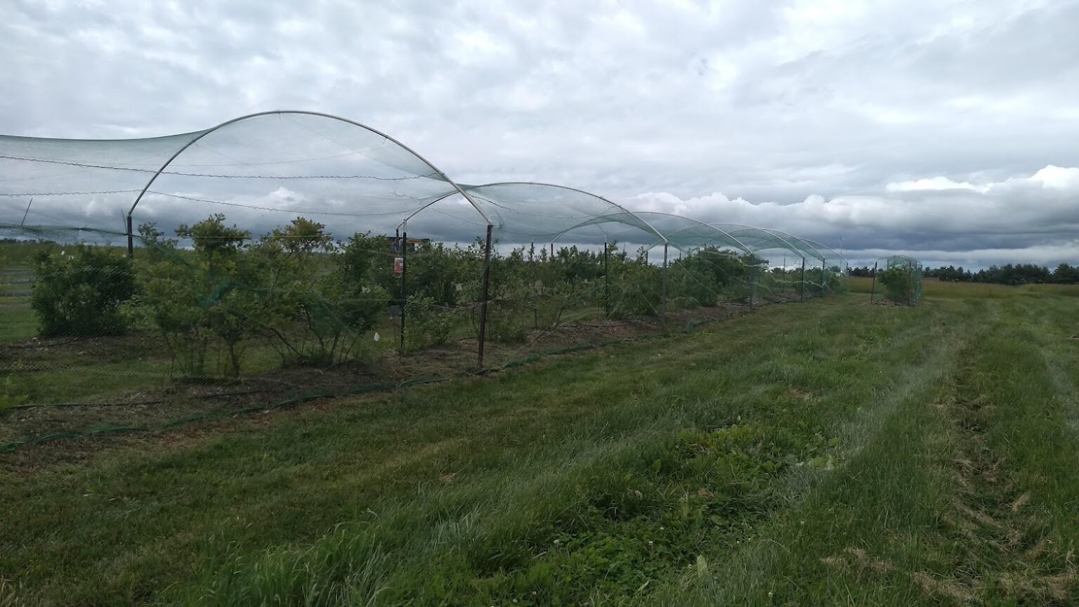 Blueberry Nets - What's happening in the field?