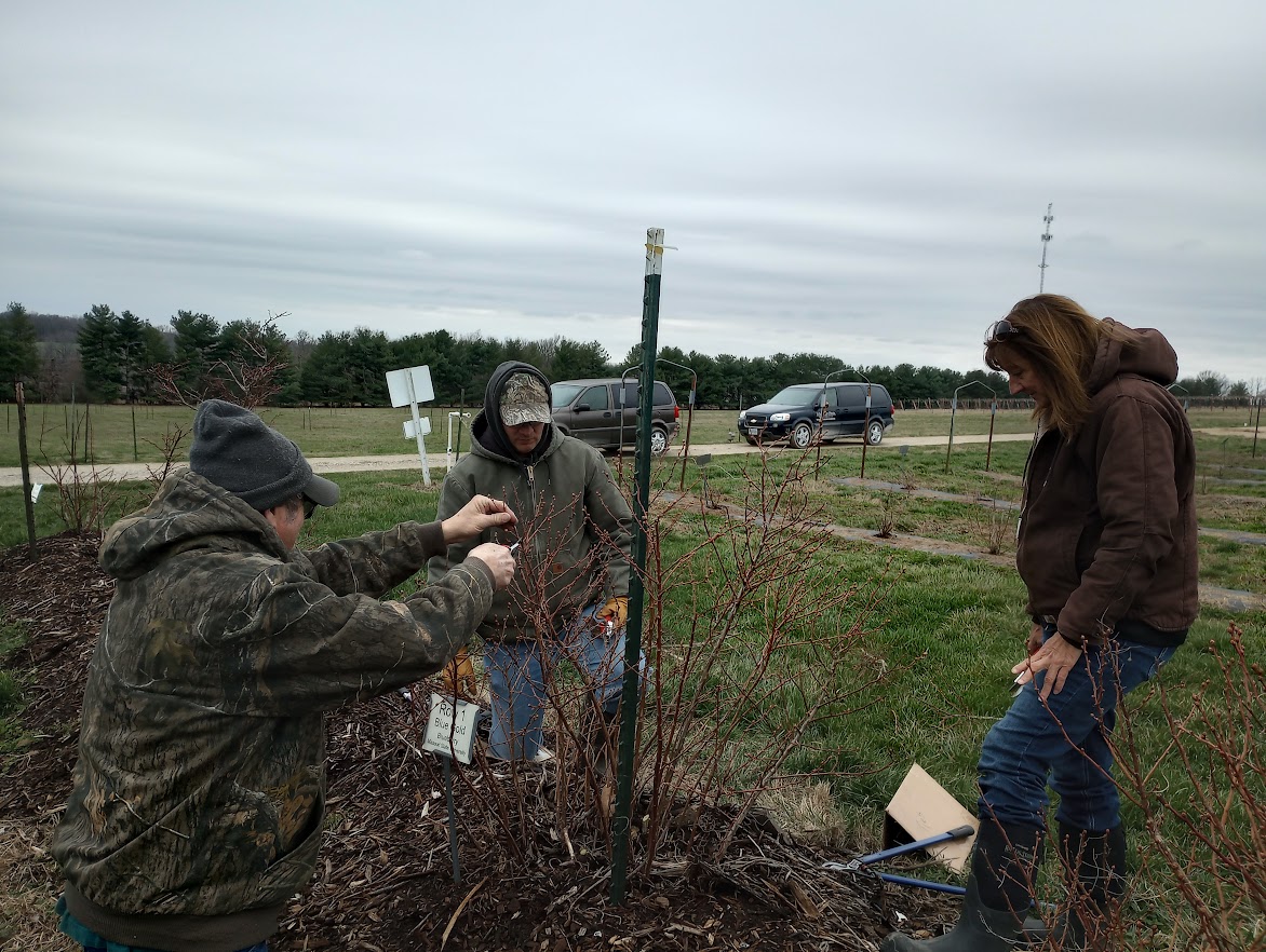 Pruning Blueberries - What's happening in the field?