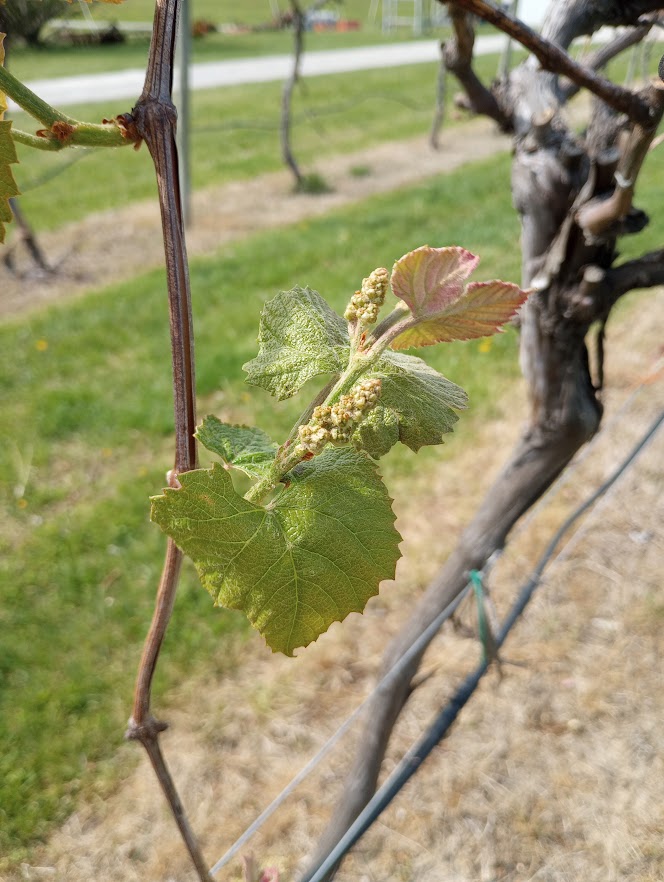 Grape Phenology and GDD accumulation - What's happening in the field?