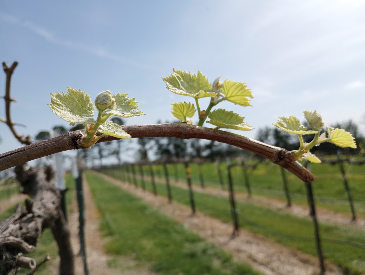 Grape Phenology and GDD accumulation - What's happening in the field?