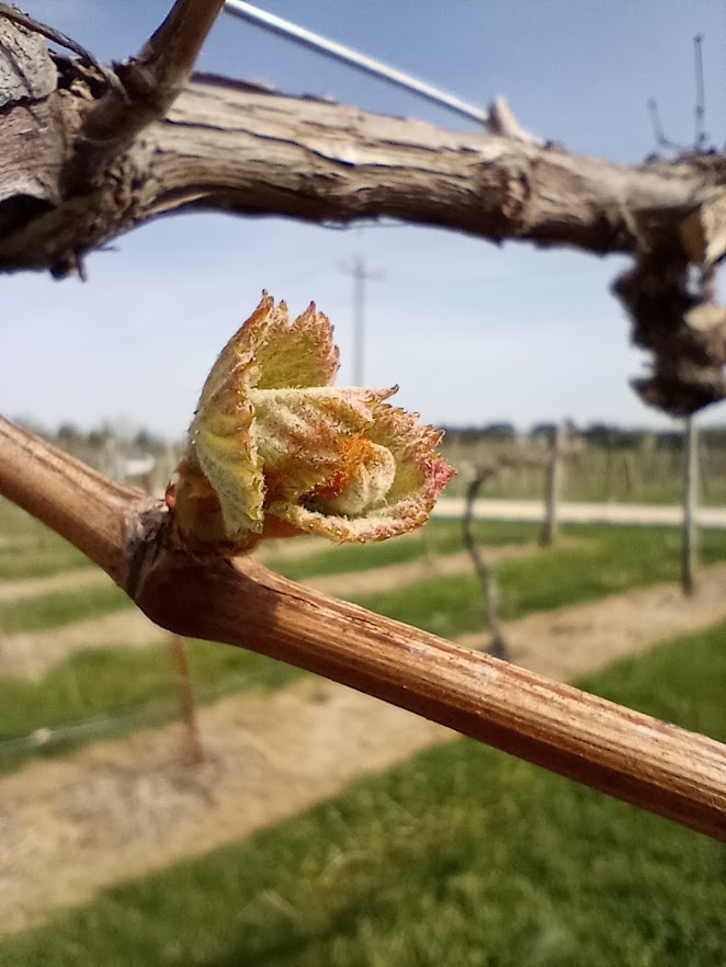 Grape Phenology and GDD accumulation - What's happening in the field?