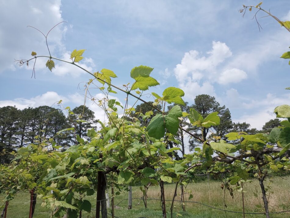 Grape Phenology and GDD accumulation - What's happening in the field?