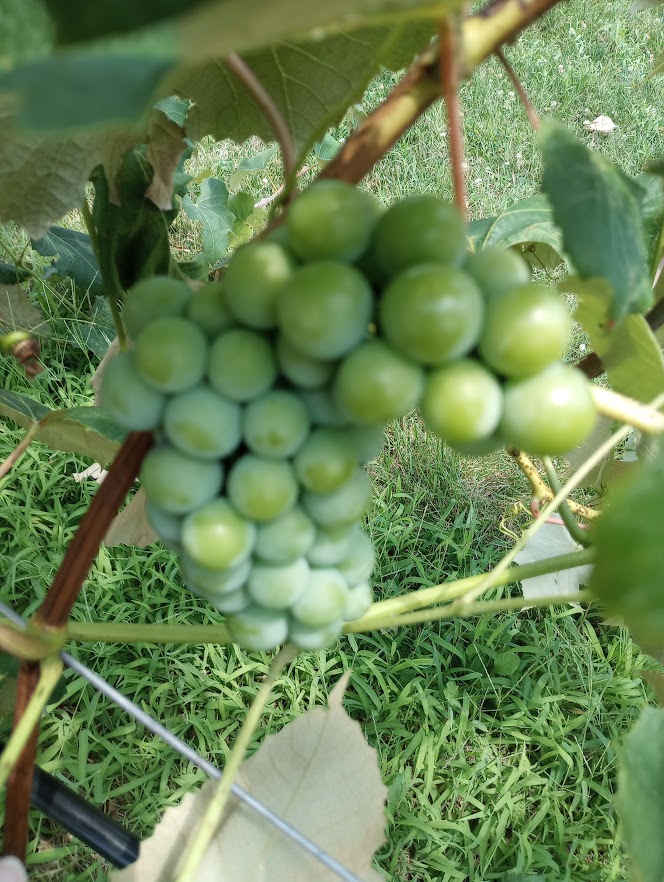 Grape Phenology and GDD accumulation - What's happening in the field?