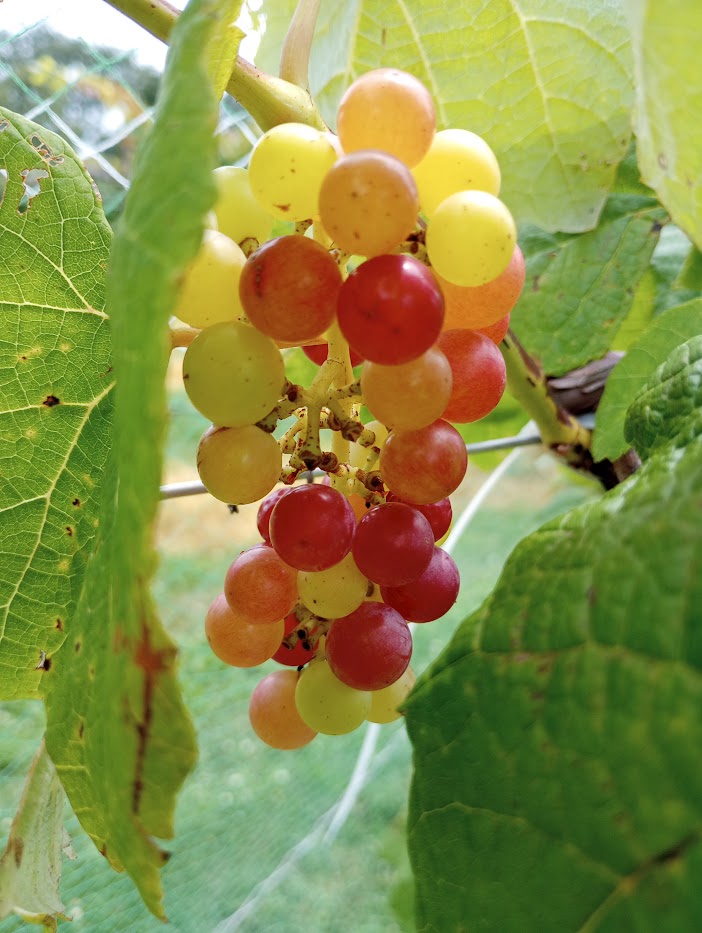 Grape Phenology and GDD accumulation - What's happening in the field?