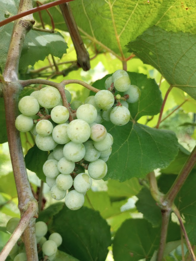 Grape Phenology and GDD accumulation - What's happening in the field?