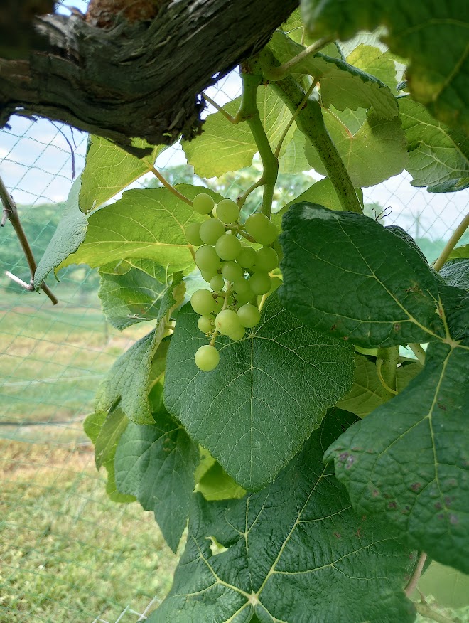 Grape Phenology and GDD accumulation - What's happening in the field?