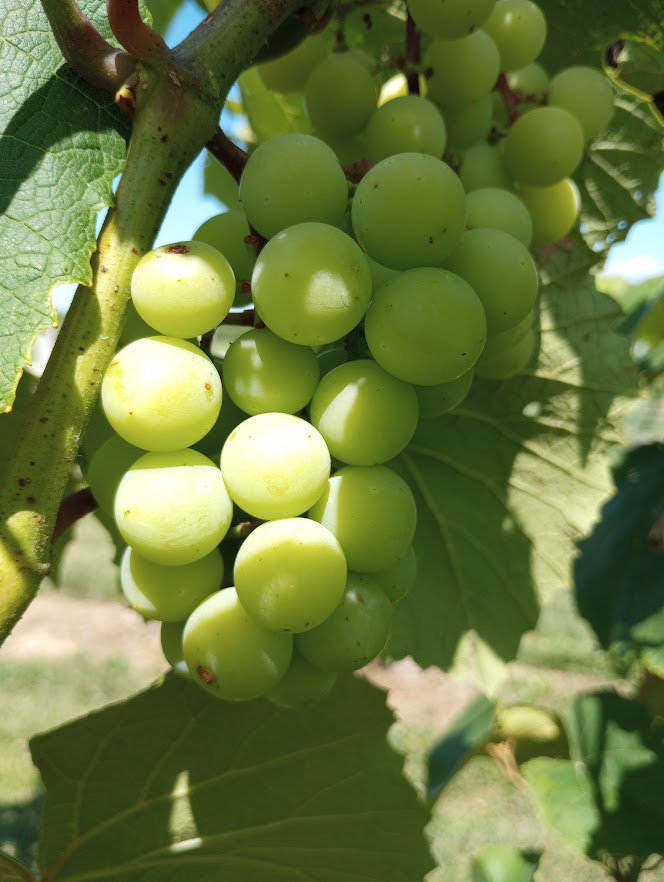 Grape Phenology and GDD accumulation - What's happening in the field?