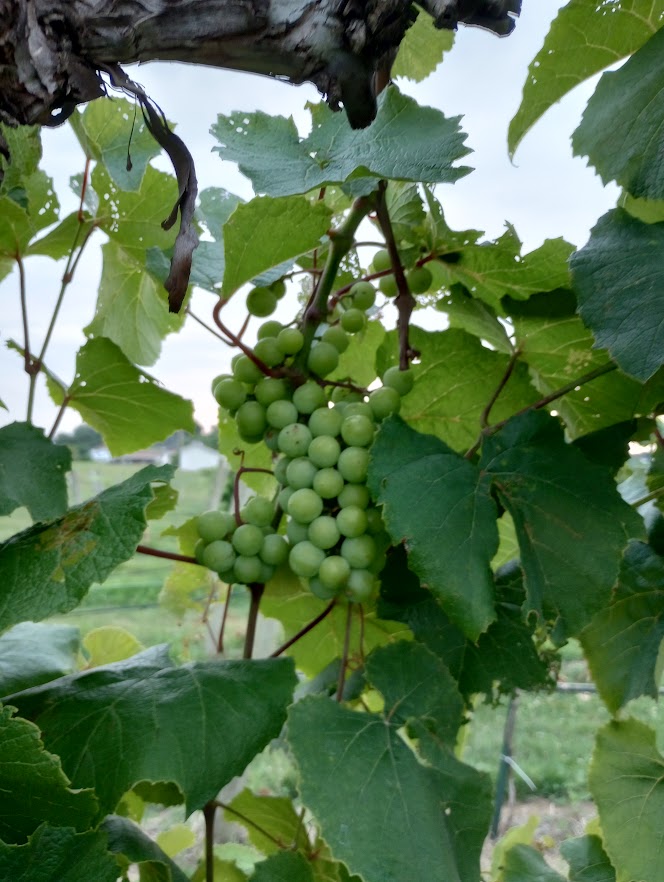 Grape Phenology and GDD accumulation - What's happening in the field?