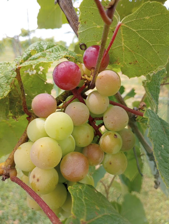 Grape Phenology and GDD accumulation - What's happening in the field?