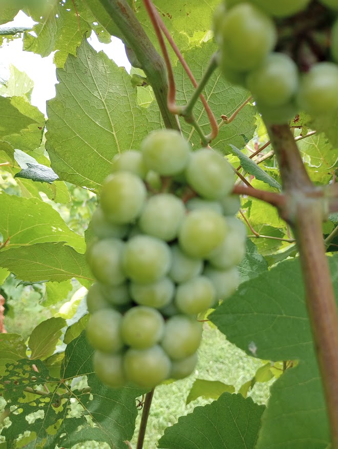 Grape Phenology and GDD accumulation - What's happening in the field?