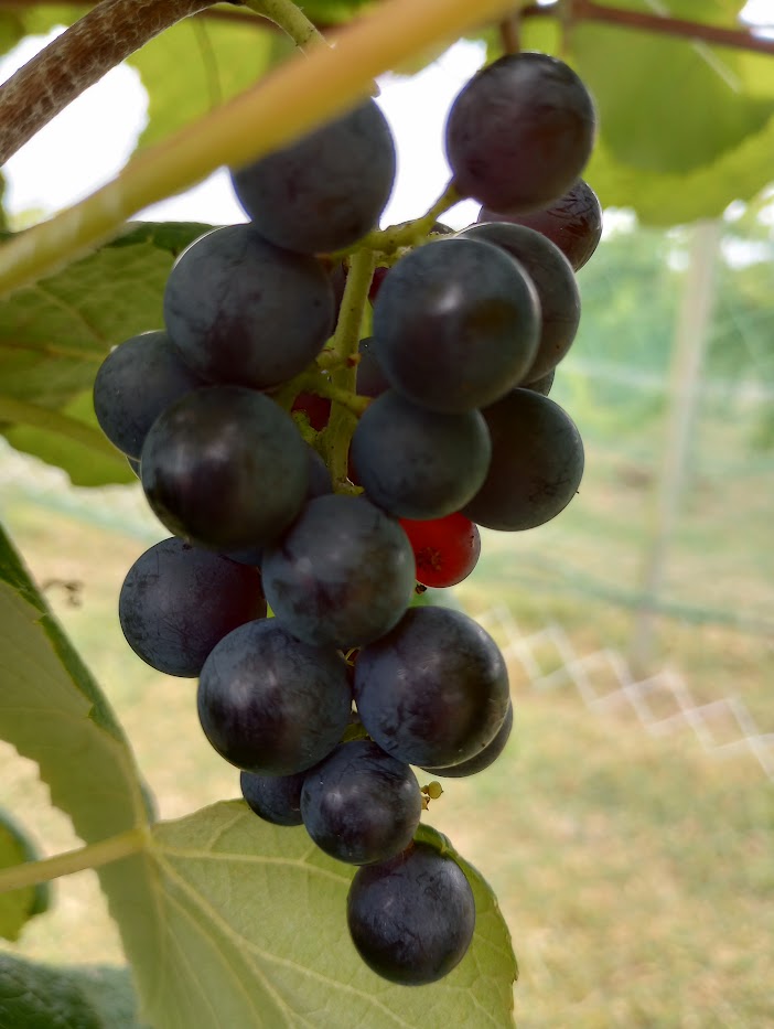 Grape Phenology and GDD accumulation - What's happening in the field?