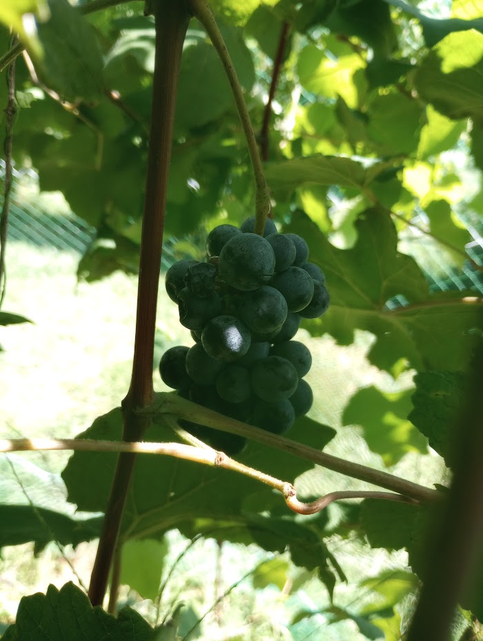 Grape Phenology and GDD accumulation - What's happening in the field?