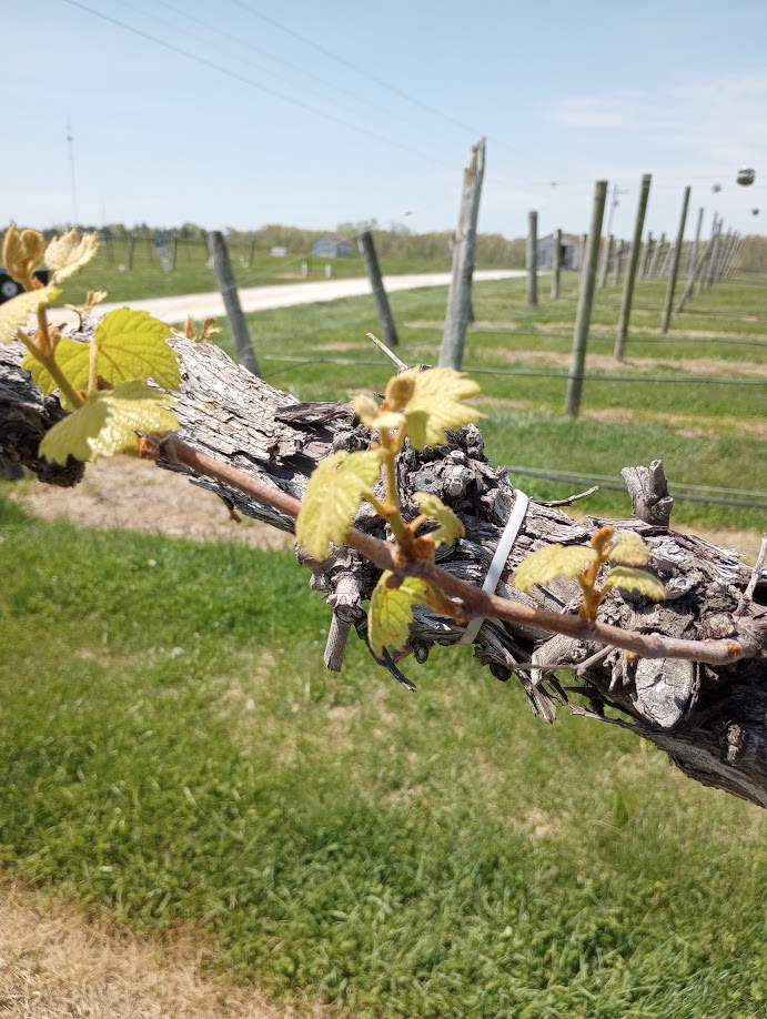 Grape Phenology and GDD accumulation - What's happening in the field?