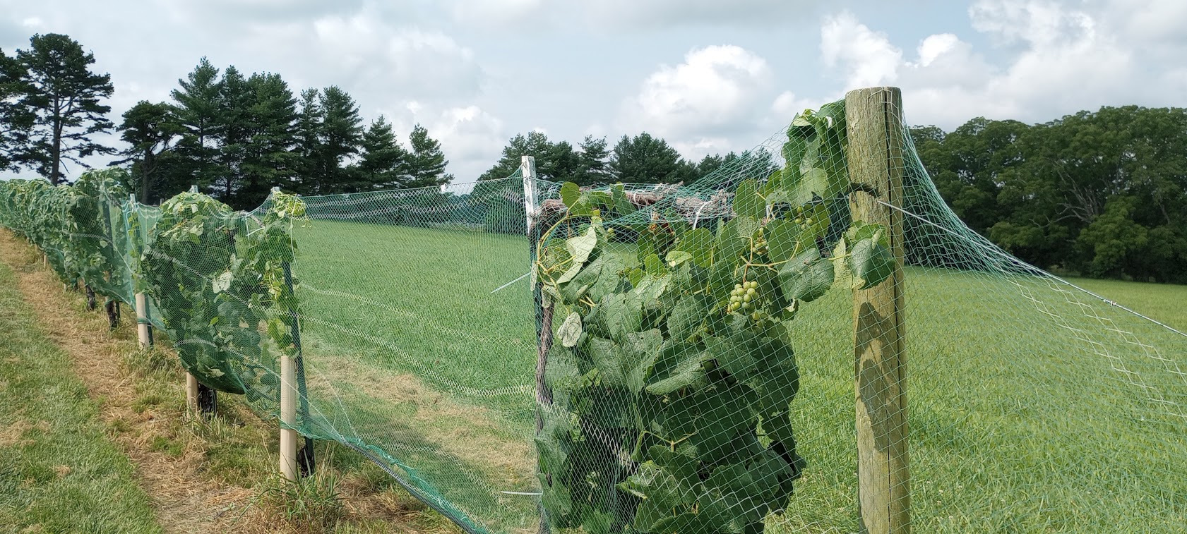 Netting Grapes - What's happening in the field?