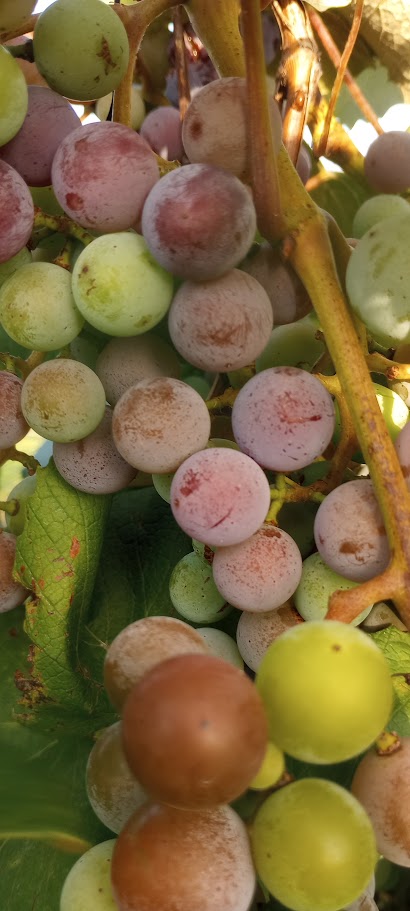 Grape Phenology and GDD accumulation - What's happening in the field?