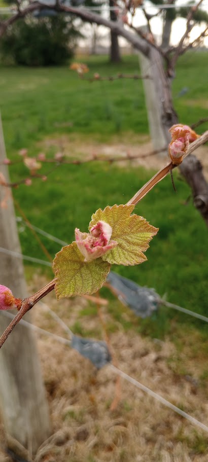 Grape Phenology and GDD accumulation - What's happening in the field?