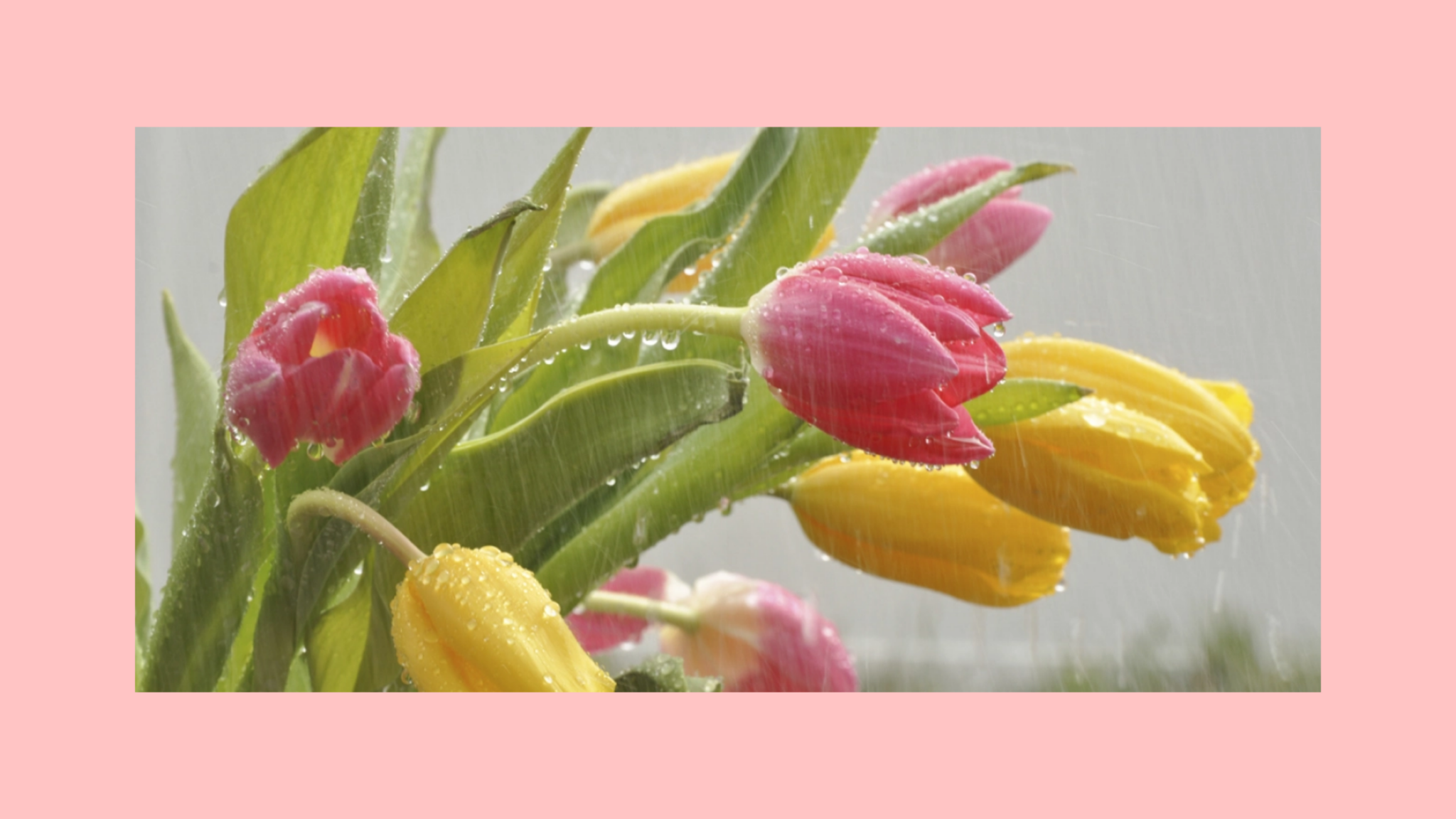 Learn English Proverbs: April Showers Bring May flowers - International ...